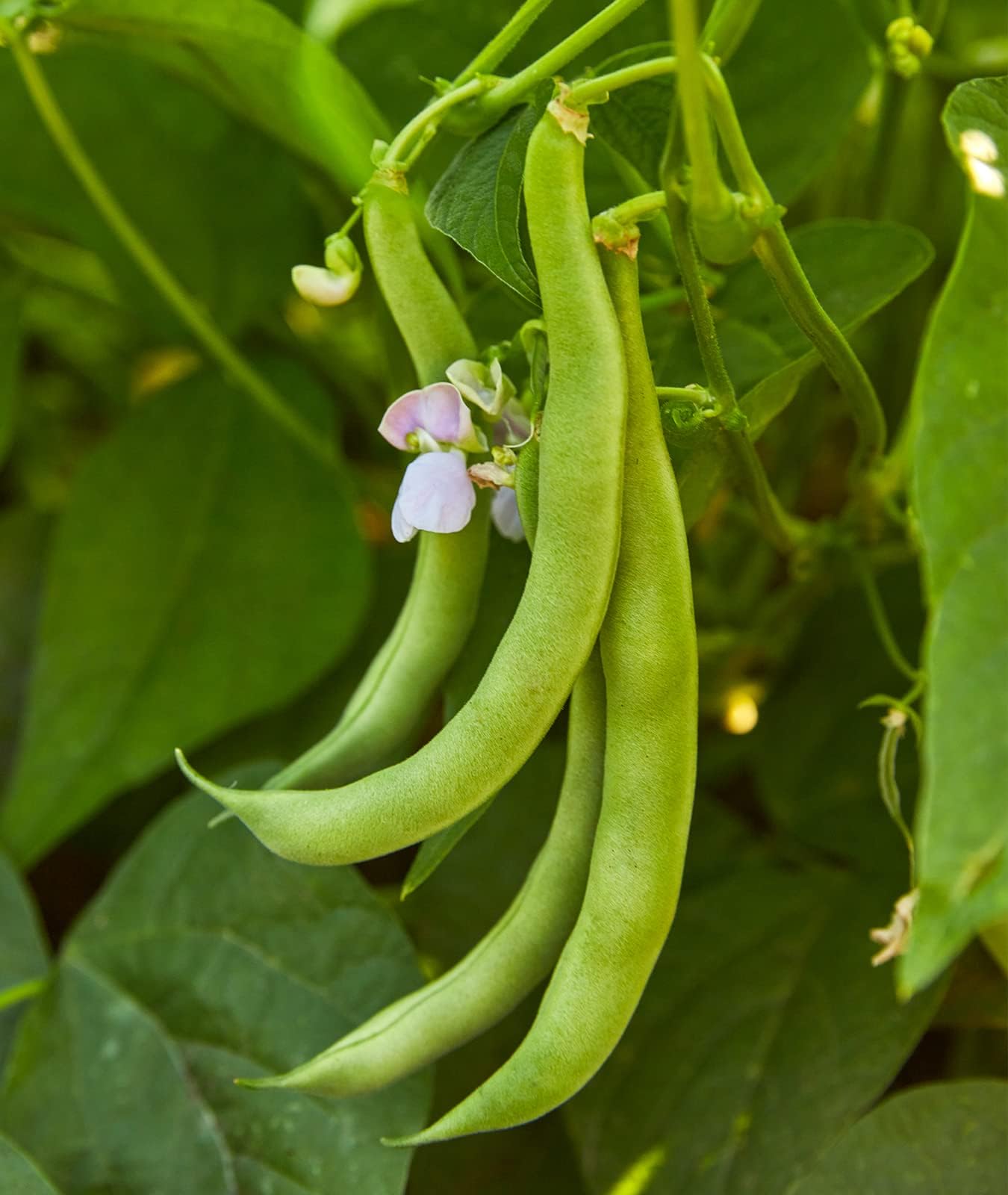 Amazon.com : Burpee Stringless Green Pod Bush Bean Seeds 8 ounces of ...