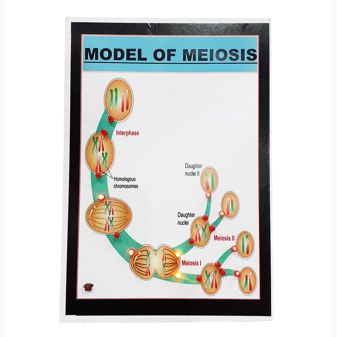 Buy Model of Meiosis Biology Science with LED Light Working Project ...
