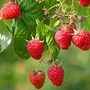 Amazon.com : Canby Raspberry Plant Live for Planting, Potted 16-24 Inch ...