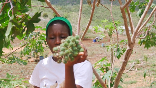 Watch Castor Bean Harvest To Make Castor Oil - Papa Rozier Farms on ...