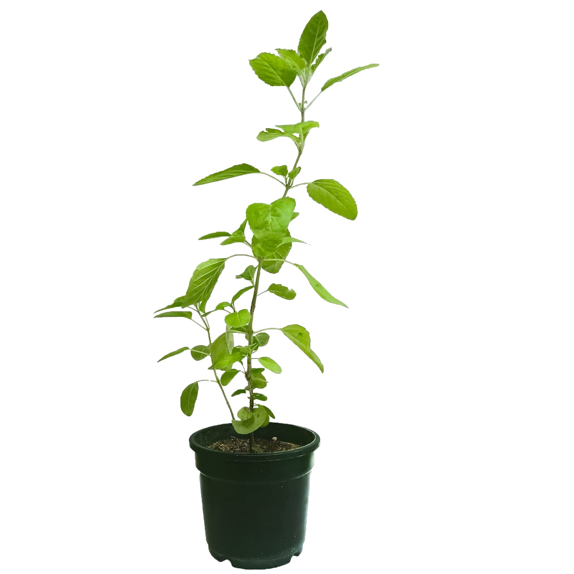 Buy Growkaro Live Tulsi | Holy Basil with Assorted Pot for Home ...