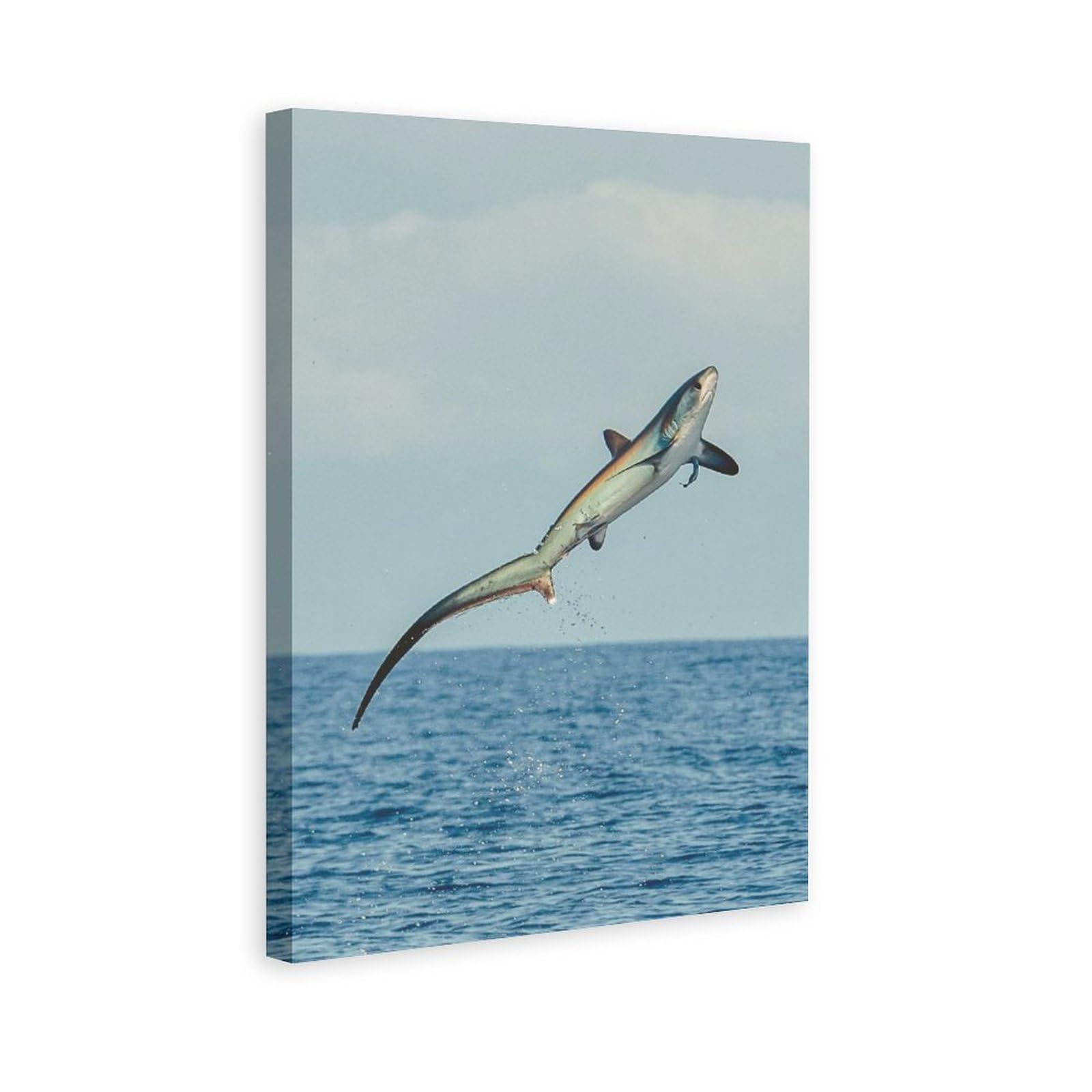 Thresher Shark Jumping