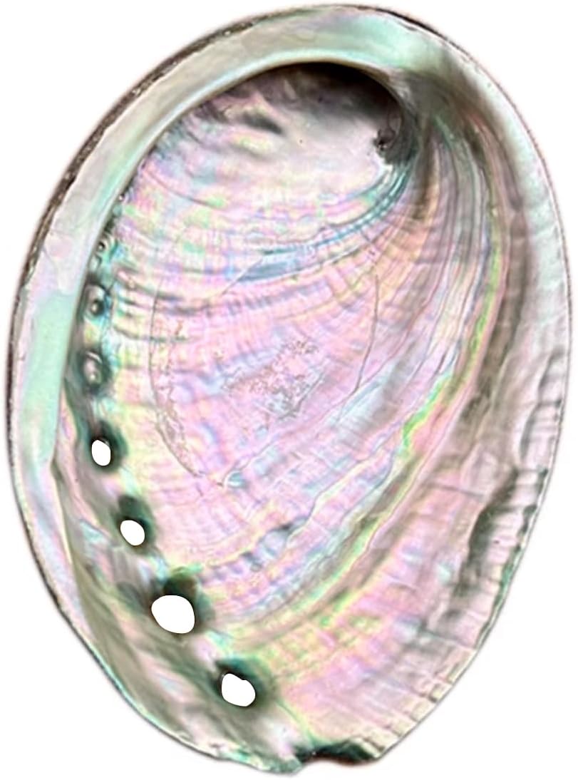 Amazon.com - Ocean Shell Studios 5-6 inches Premium Natural Abalone ...