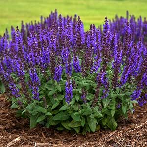 Amazon.com : Votaniki Salvia nemorosa ‘Bumbleblue’ (Sage) #1 Size Root ...