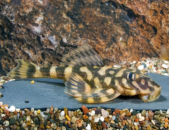 Amazon.com: Butterfly Pleco L52 2.0–2.5” – Live Freshwater Aquarium ...