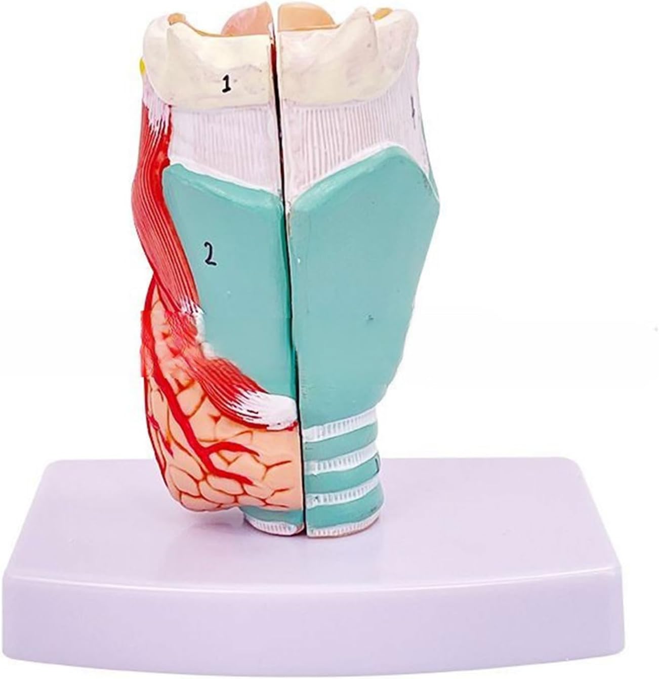 Life Size Human Throat Anatomy Model for Diseases Study Anatomical ...