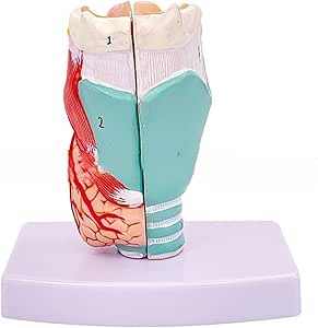 Amazon.com : Human Larynx Anatomical Model for Study Display Teaching ...