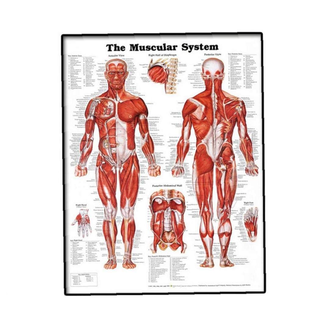 Buy Muscular System Wall Chart Anatomical Chart The Muscular System ...