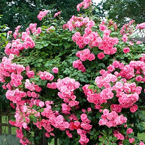 Plant House Live Climbing Pink Rose Beautiful Flower Plant With Pot ...