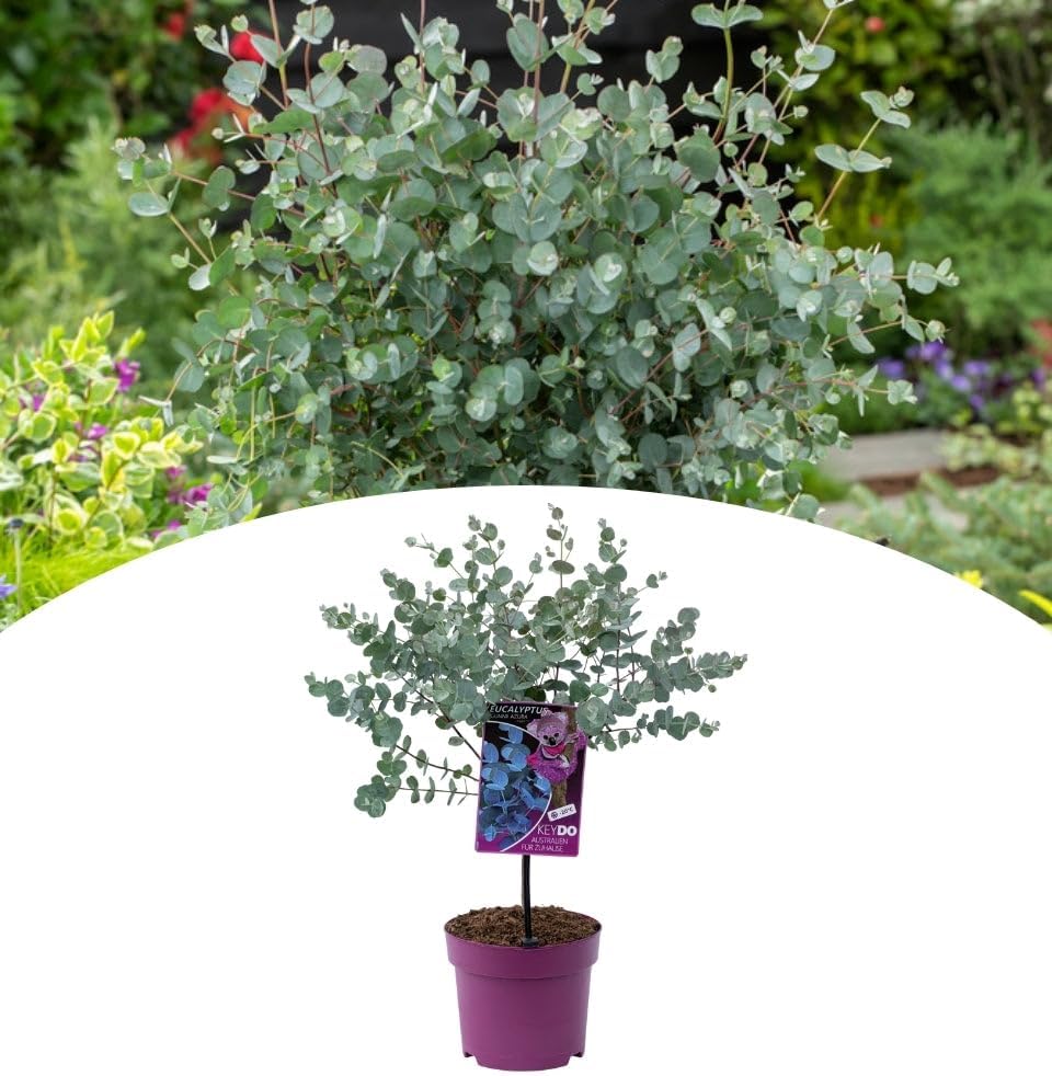 Stilvolle Winterharter Eukalyptus Azura Bild