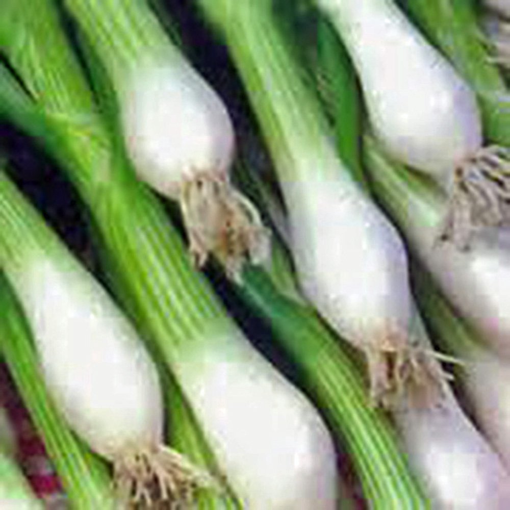 Amazon.com : Onion, Tokyo Long White, Scallions, Heirloom, 25+ Seeds ...