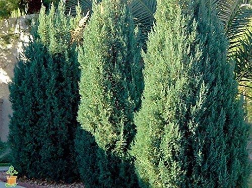 Amazon.com : Blue Point Upright Juniper Tree - Trade Gallon : Patio ...