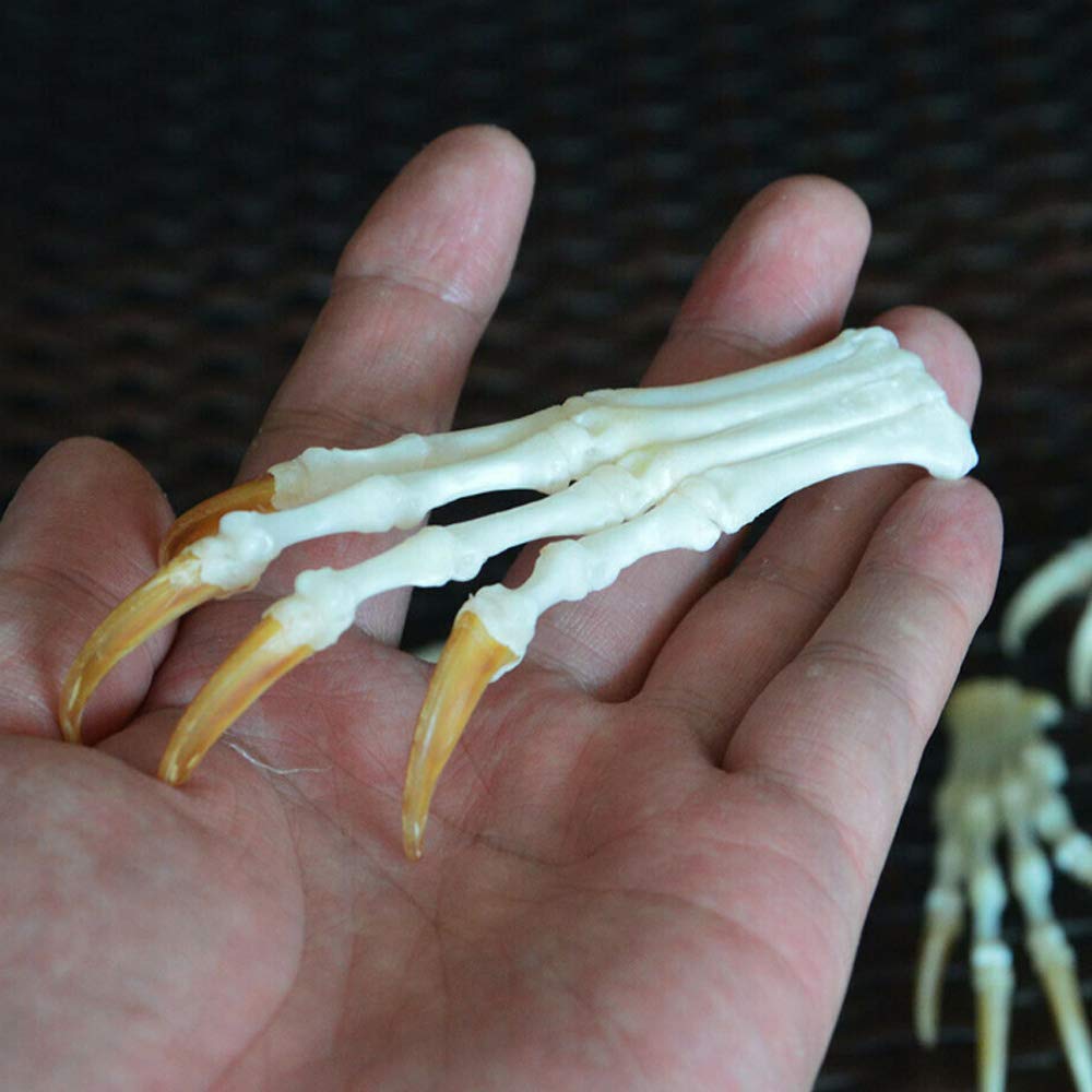 Snapklik.com : 1Pcs Fox Feet Articulated Bones Claws Paws Taxidermy