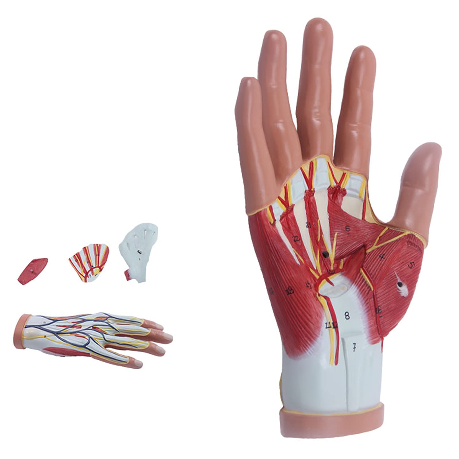 Anatomía De Una Mano Mano Y Muñeca: Huesos, Músculos, Arterias Y