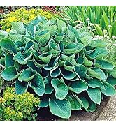 COTTO Jardin Hosta Plante – Rhizome Géant Hosta Minke – Plantes ...
