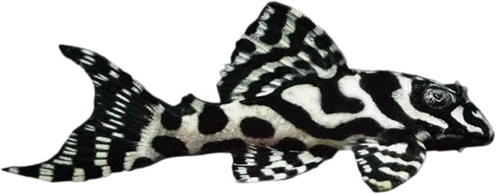Amazon.com : Plecoceramics Hypancistrus L236 Grade Basic - 1 Live Fish ...