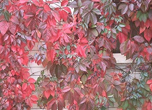 Amazon.com : Virginia Creeper 1 Live Plant in 4" Pot for Planting | No ...