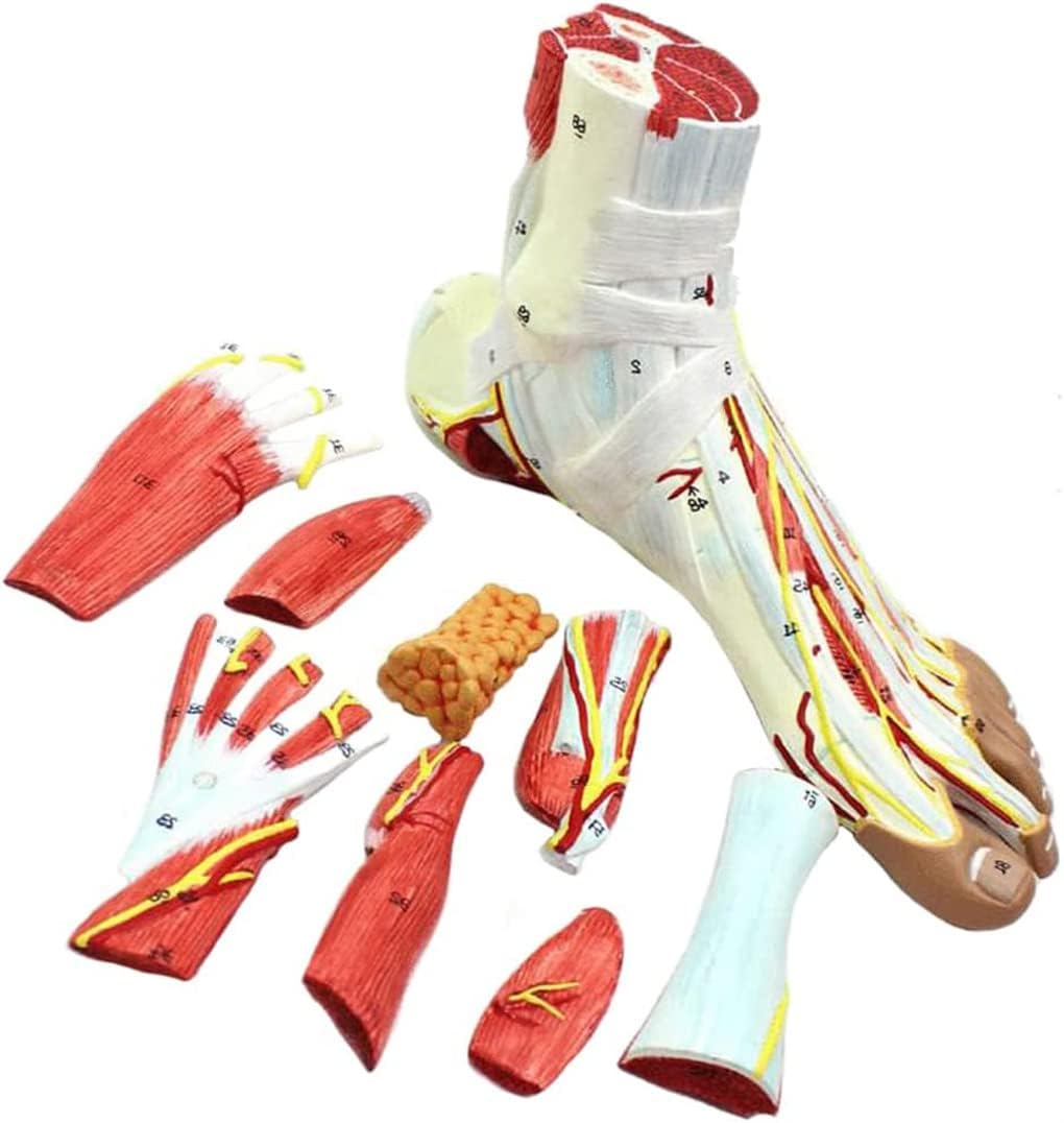 Amazon.com: Educational Model,Human Ankle Model Foot Anatomy Model ...
