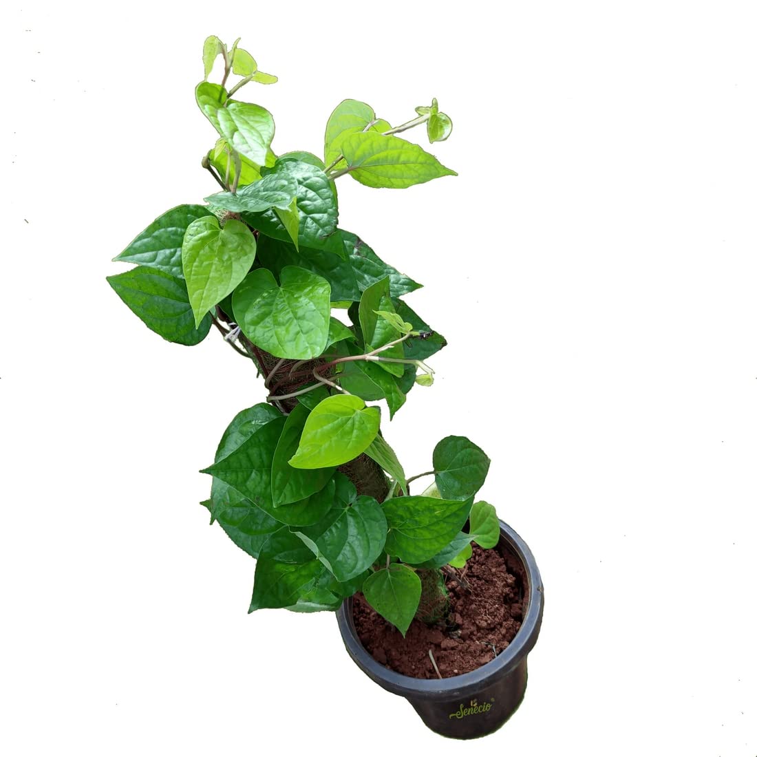 SENECIO Betel Leaf Piper Nagarvel Paan With Stick & Pot Evergreen ...