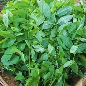 Amazon.com: 15 Katuk Cuttings, Katuk Sweet Leaf Plant, Katuk Plant Live ...