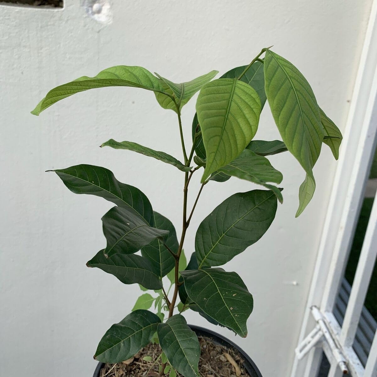 Hug A Plant | Pulasan Fruit/Philosan (Nephelium mutabile) Fruit Live ...