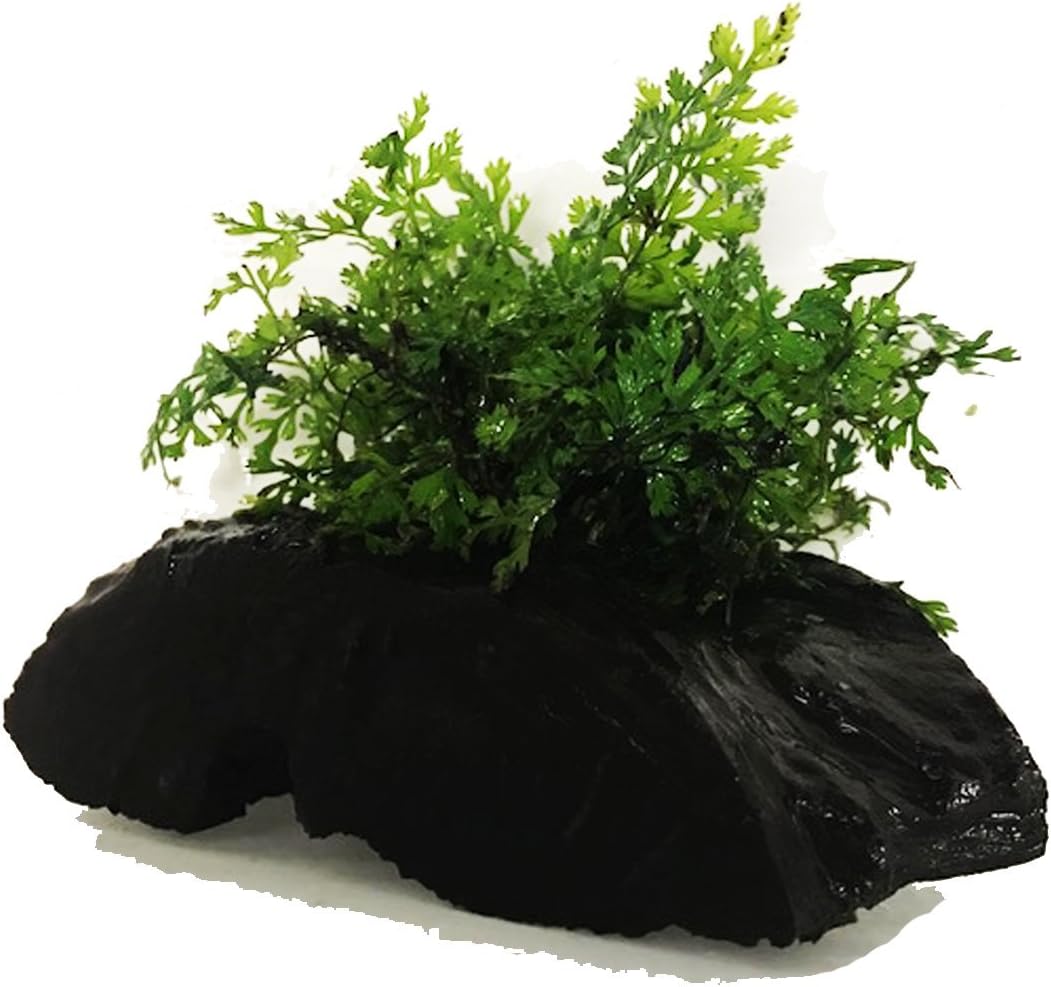 Amazon.com: Greenpro (Bolbitis Heteroclita Difformis) Anubias, Java ...
