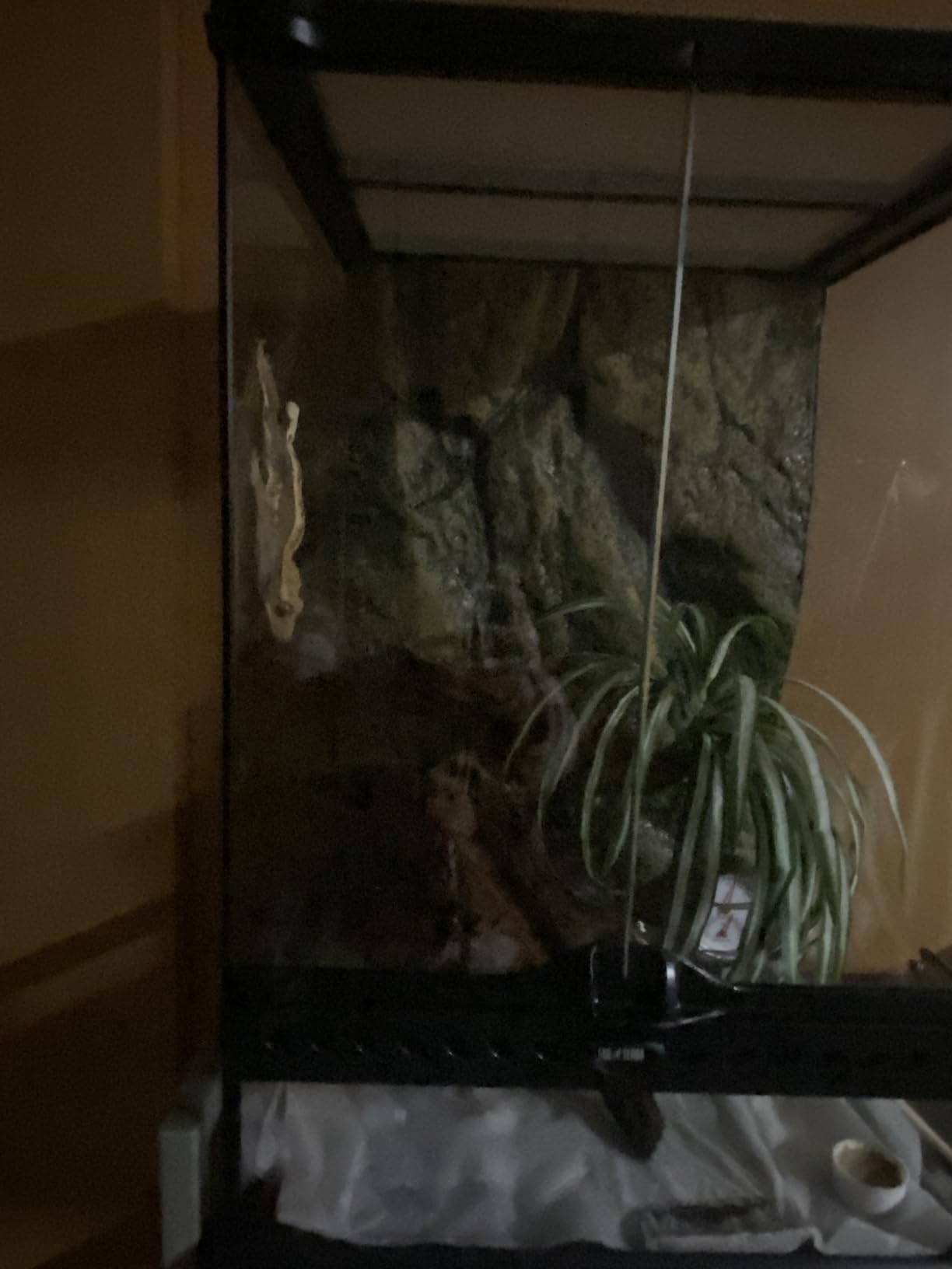 Amazon | ジェックス GEX EXOTERRA グラステラリウム3045 PT2602 両開きフロントドア 爬虫類飼育ケージ W31.5×D31.5×H48cm | ジェックス ...