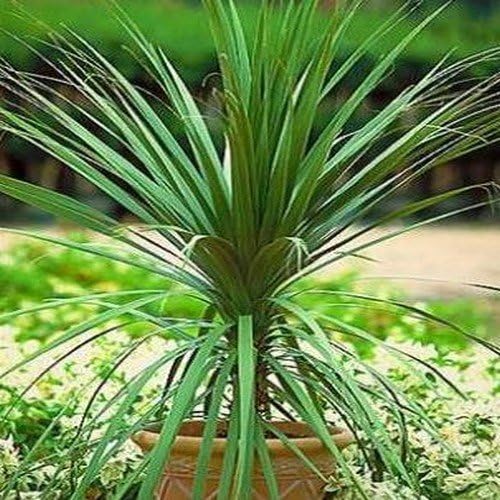 Amazon.com : 50 Seeds - Blue Dracaena Palm Seeds (Cordyline Indivisa ...