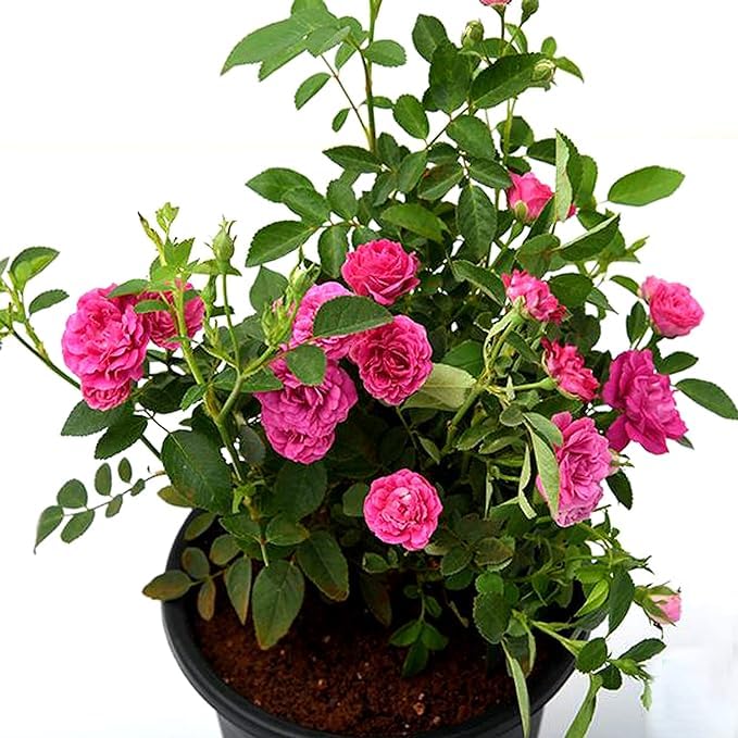 PlantaZee Grafted button Rose Bush Gulab Flower Live Plant Variety with ...