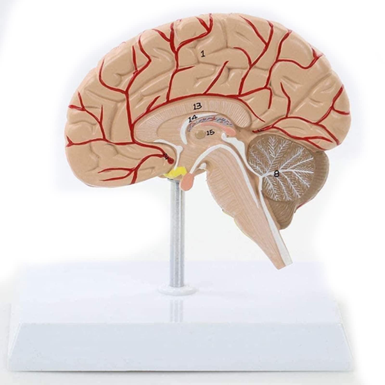 Buy Human Anatomical Model 4D Life Size Human Right Hemi-Cerebral ...