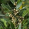 Amazon.com : Set 2 Laurus Nobilis Bay Leaf Trees Live Plants, 5 to 7 ...