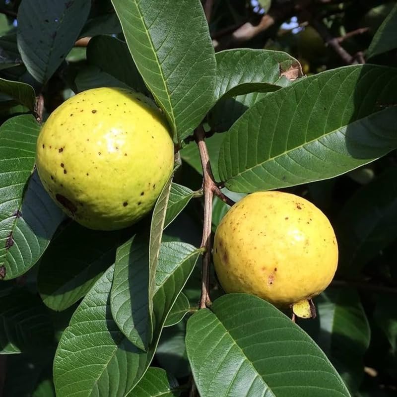 Amazon.com : Sweet Guava Tree Live Plant, Guava Plant 1-2 Ft in Tall ...