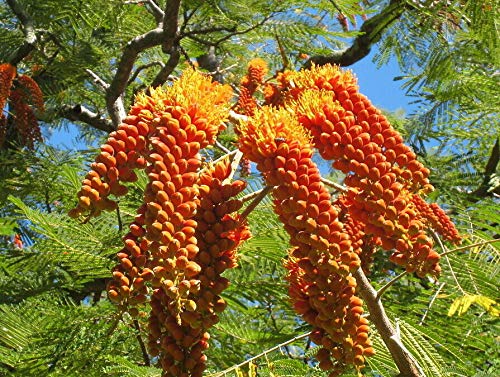 Colville's Glory Tree (Colvillea racemosa) - Growing Guide - Outdoor ...