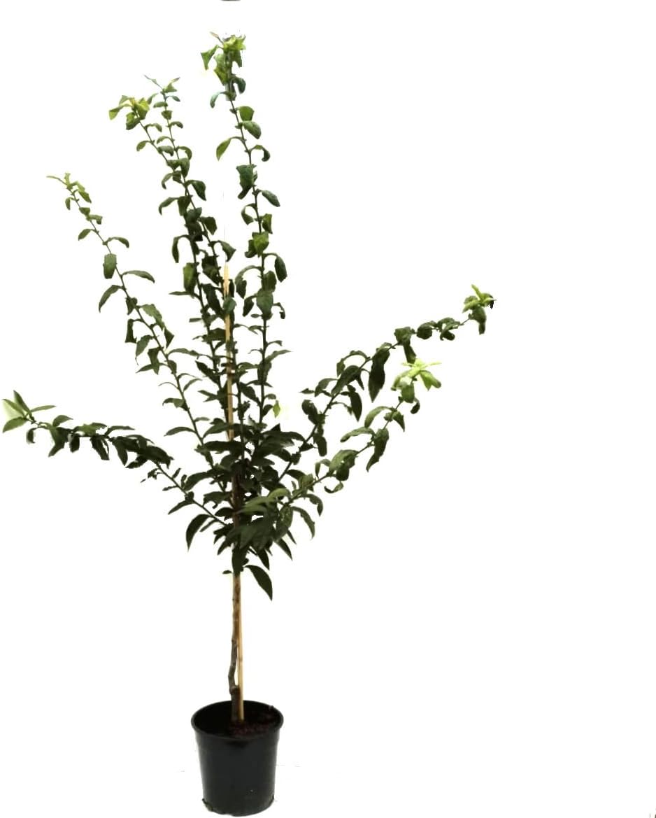 Nottingham, veredelter Mispelbaum (großfrüchtig), Buschbaum, 100-120cm ...