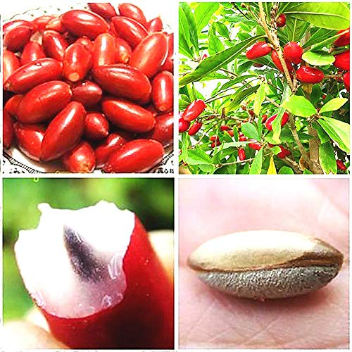 Greenish Valley Live Plant - Dwarf Rare " Miracle Exotic Berry Fruit ...