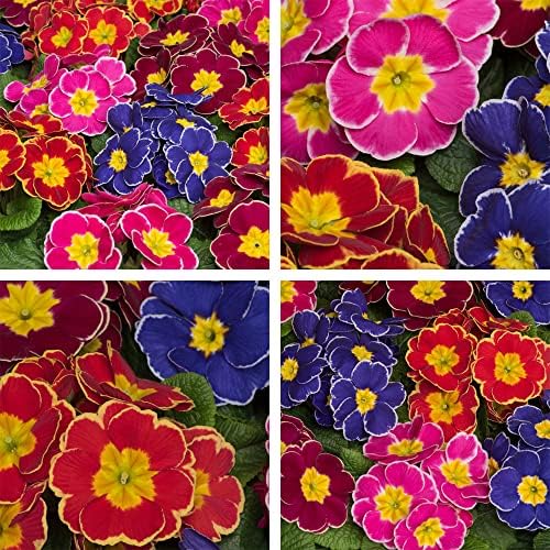 Primrose Garden Ready Plants 'Eclipse Mixed' Hardy Perennial Mixed ...