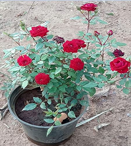 Cloud Farm Live Rare Exotic Red Rose (1-1.5 Ft Size) Flower Plant,Pack ...