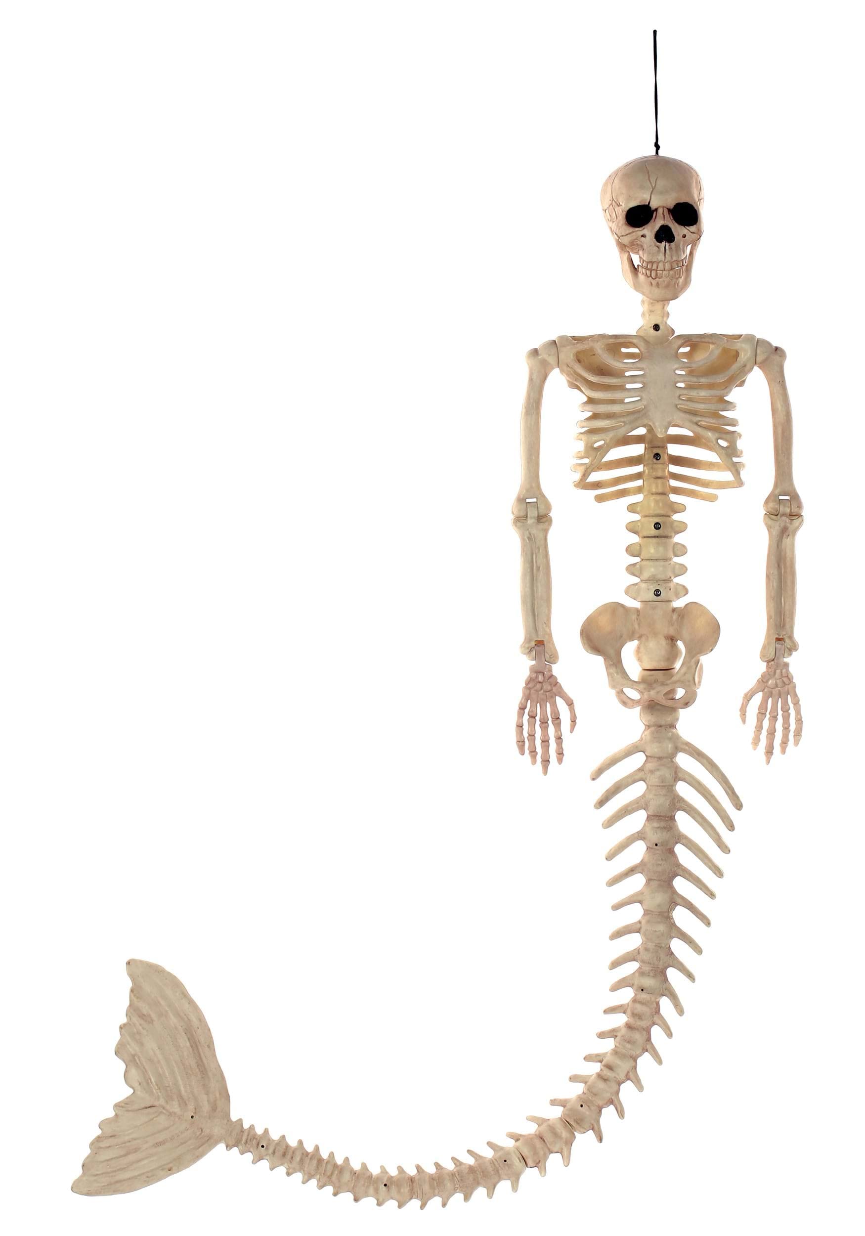 Mermaid Tail Anatomy