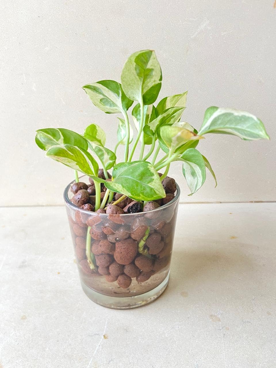 Ugaoo LECA Balls for Plants 1.8 kgs/ 6 Liter- Clay Balls for Plants ...