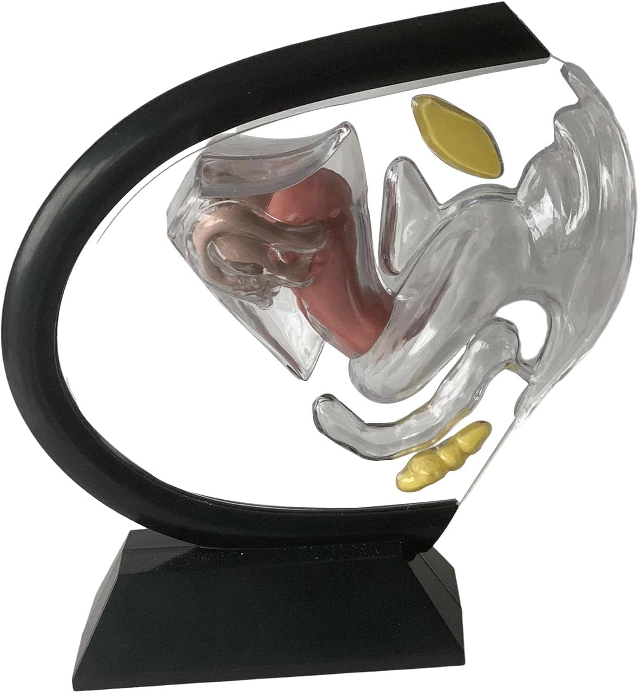 Science Reproductive Uterus Model Anatomy Display Lab Kits Clear Female ...