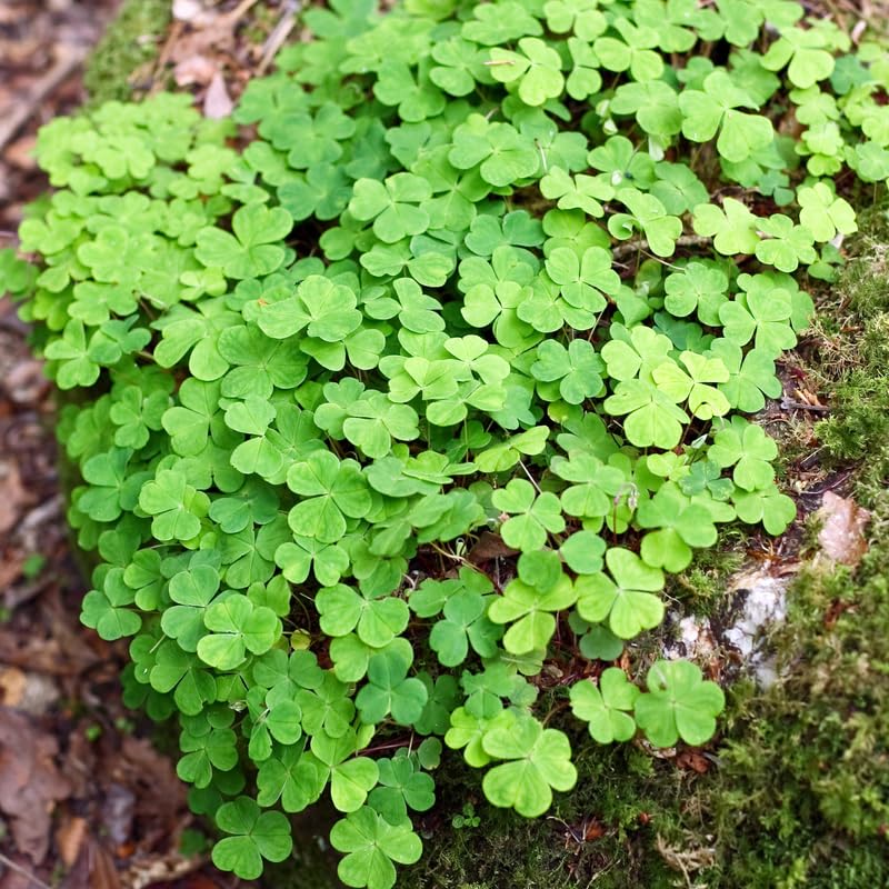 Planta De Trébol De Marzo