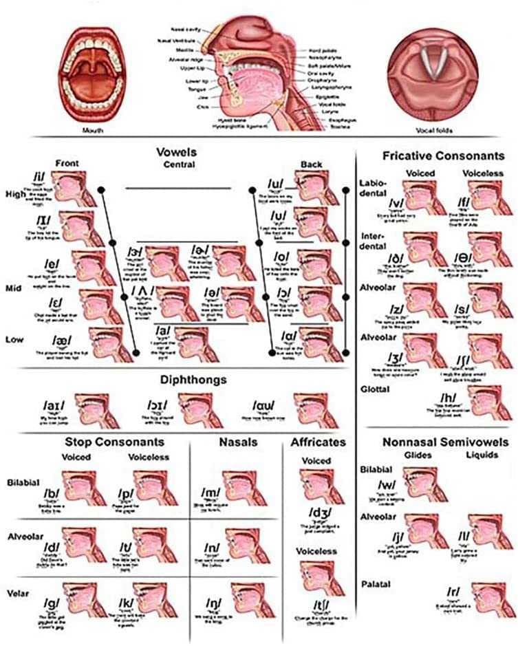 Bbyt Language Tongue Position Anatomy Poster Pronunciation Vowel ...