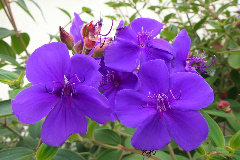 Organic Melastoma Candidum Purple Color Flower Plant Tibouchina ...