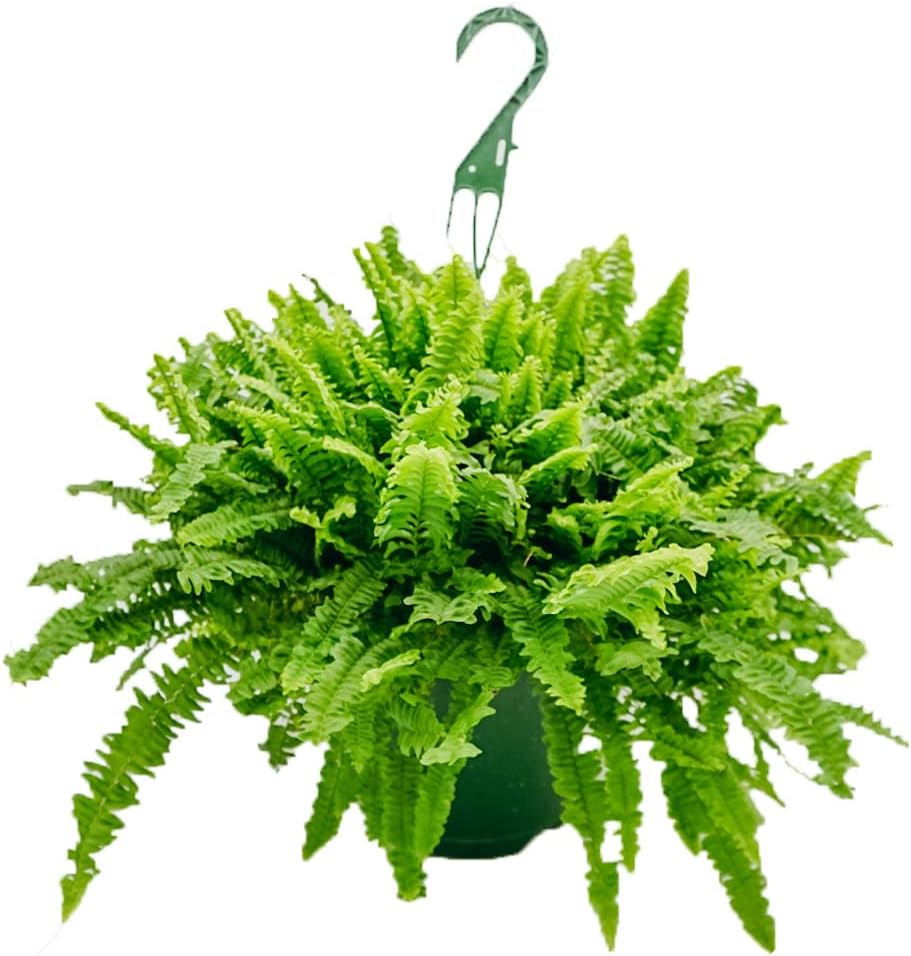Amazon.com : 8 in. Boston Fern HB Plant : Patio, Lawn & Garden