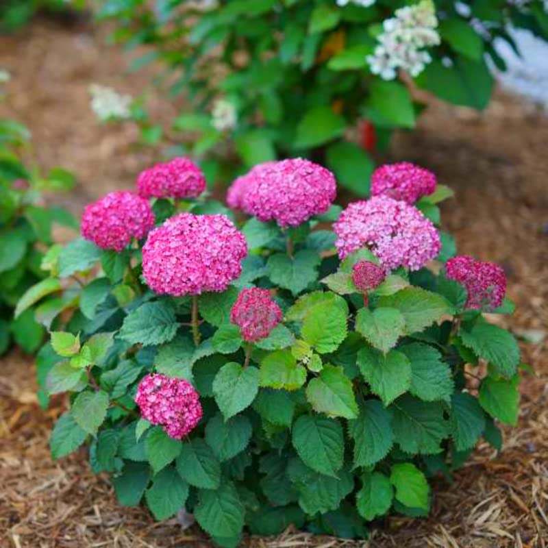 Amazon.com : Deep Pink Hydrangea Bush Plant Tree Live Shrub in Pot ...