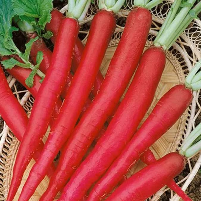 Green World Radish F1 Long Red For Kitchen Gardening (50 Seed (Pack Of ...