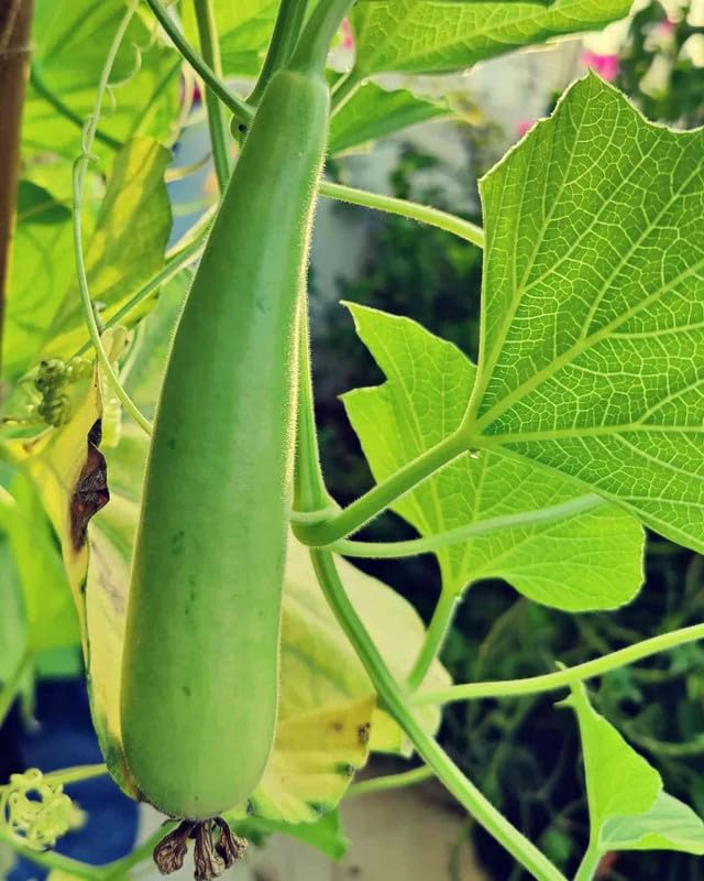 Organic Bottle gourd seeds Pack Of 20 : Amazon.in: Garden & Outdoors