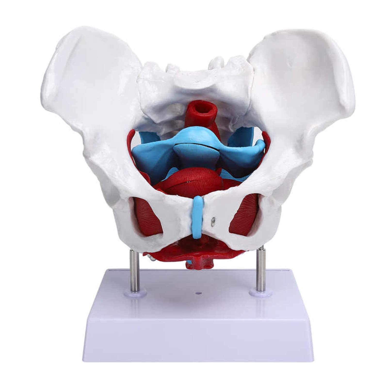 Buy EWB Female Pelvis and Perineum Model with Removable Organs, Female ...