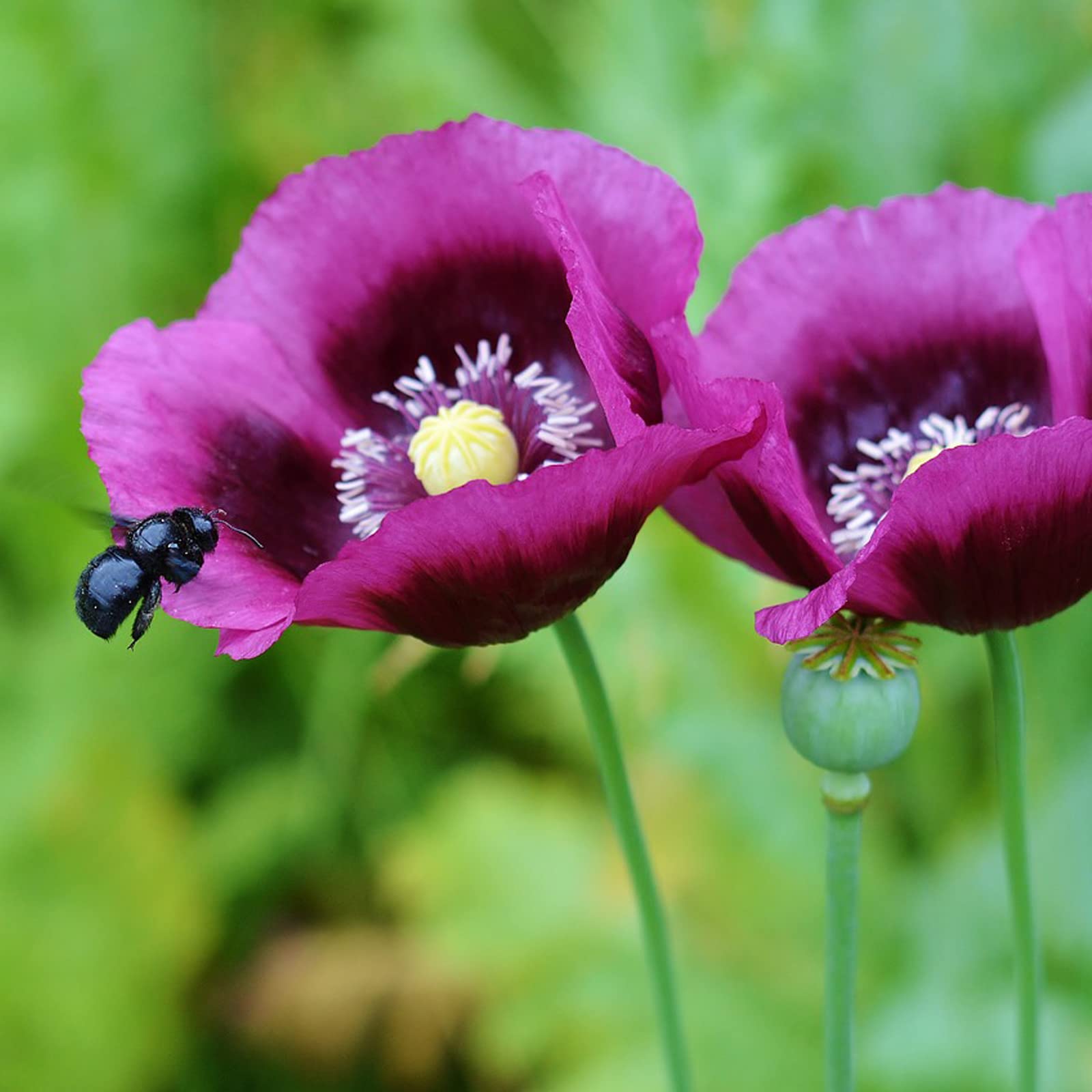 Dark Purple Poppy Flower