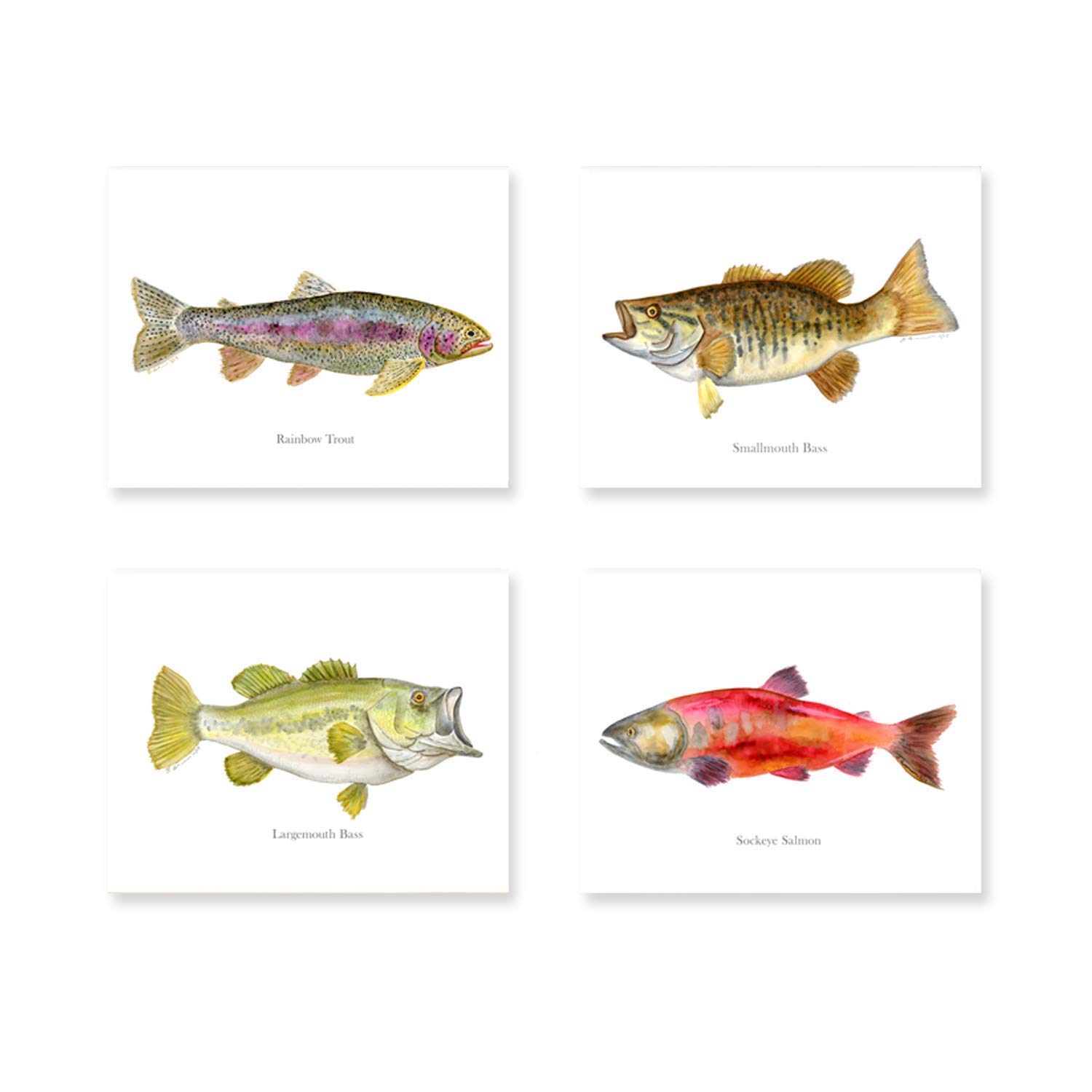 Amazon.com: Set of 4 Lake Fish Watercolor Art Prints, Freshwater Fish ...